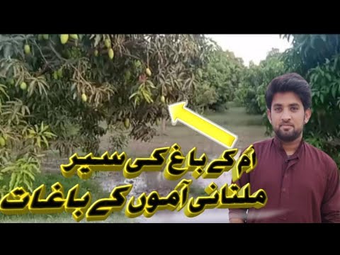 Natural garden of mango | mango garden in multan punjab | world best ...
