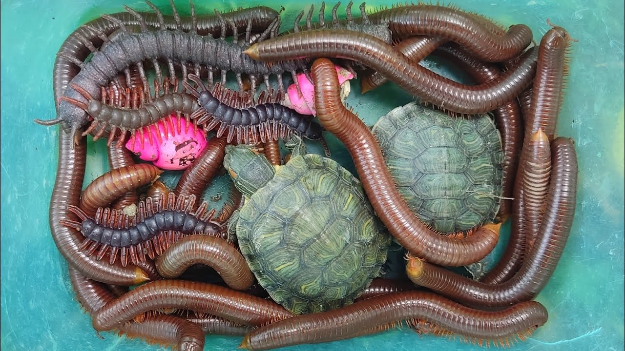 Menemukan Bekicot Pelangi, Kerang Laut,Kerang, Kelomang,kaki Seribu ...