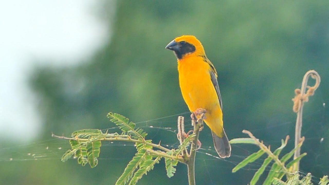 Wildlife photography Relaxing with nice yellow sparrow - YouTube