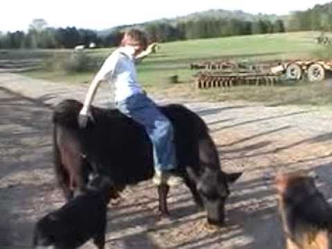 Cow Riding 101 - YouTube