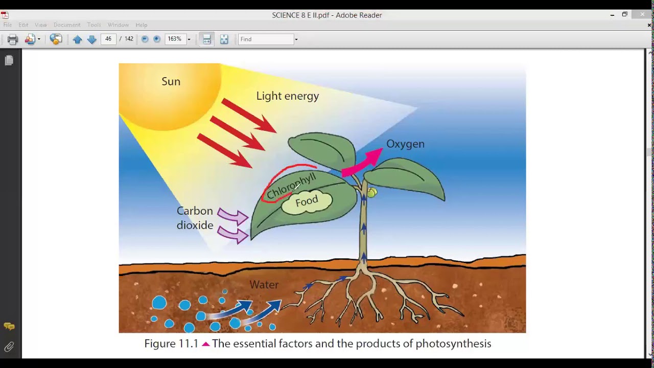 processes in plants - YouTube