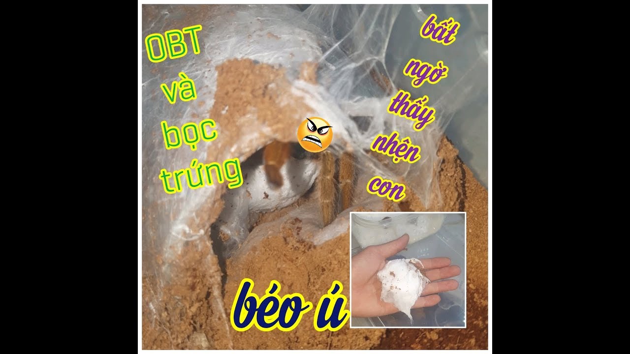 Tarantula: thu hoạch ổ nhện OBT (Obt spider collecting nest Obt ...