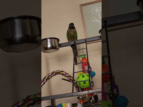 Guac bath caught on tape - YouTube