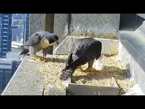 367 Collins Falcons | Mom teaching Dad how to feed small babies | Oct 2 ...