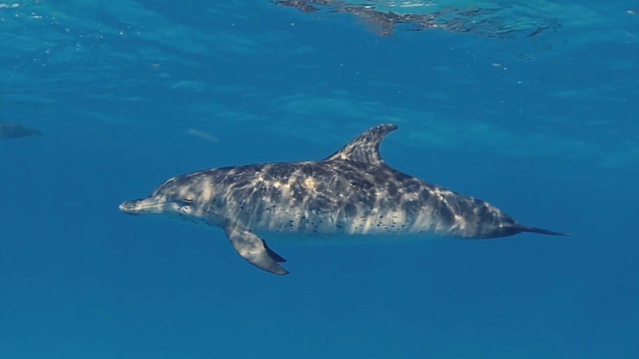 Swim with dolphins in the Bahamas - YouTube