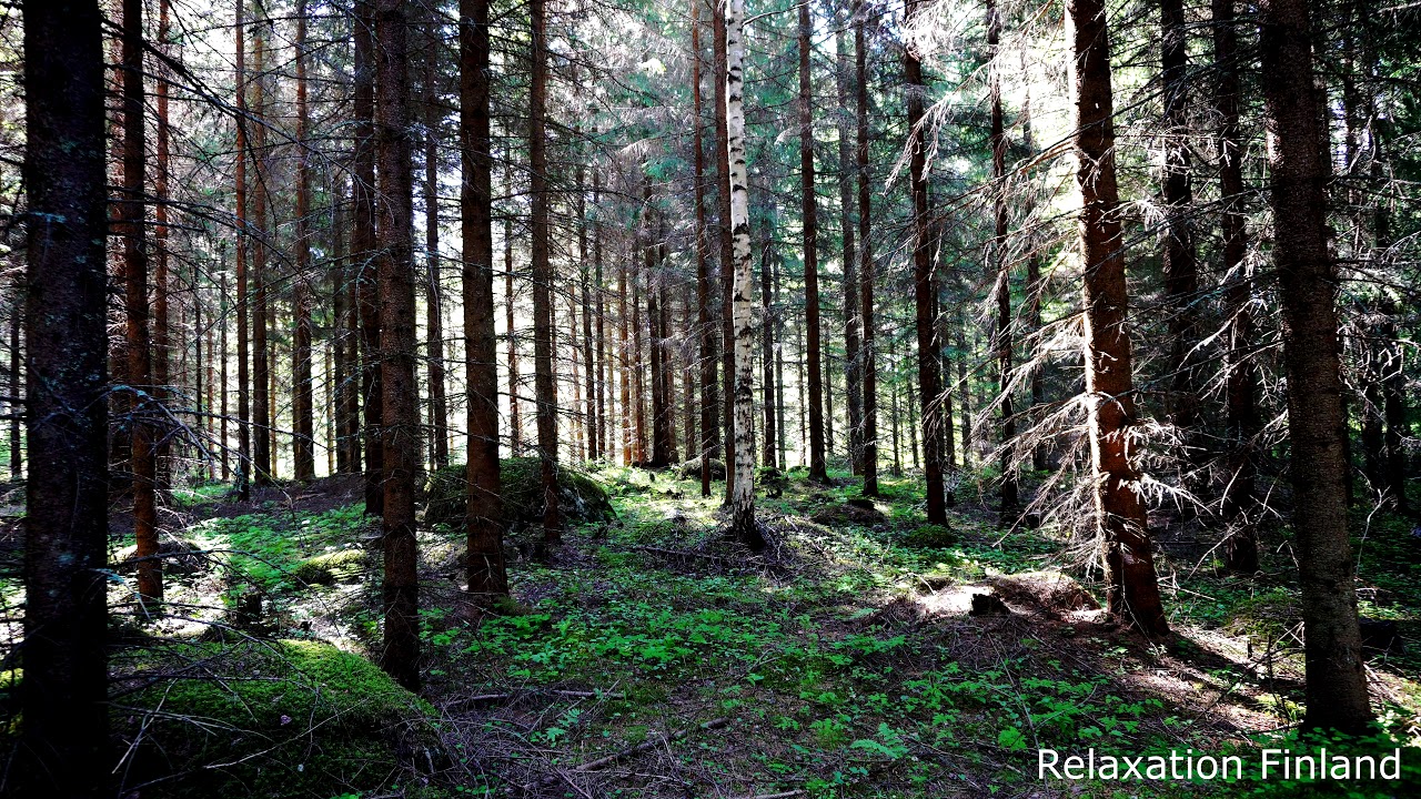 Relaxation Finland - Finnish Summer Forest in 4K - Nature Sounds - YouTube