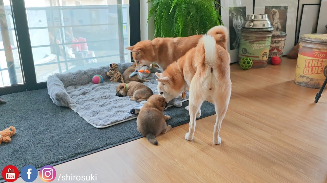 Potat wasn't feeling too well and Suki went to check on her ️ - YouTube