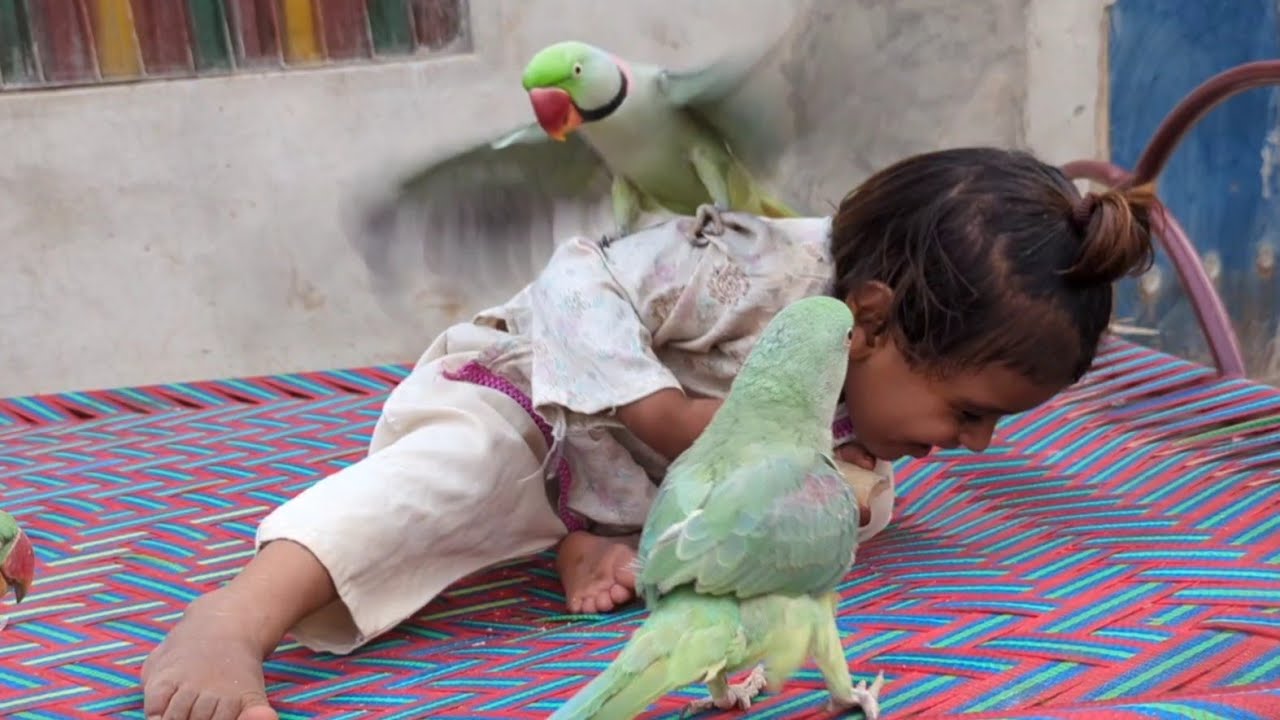 Aliza is very Angry with the Parrots || Cute Baby Parrot || Green ...