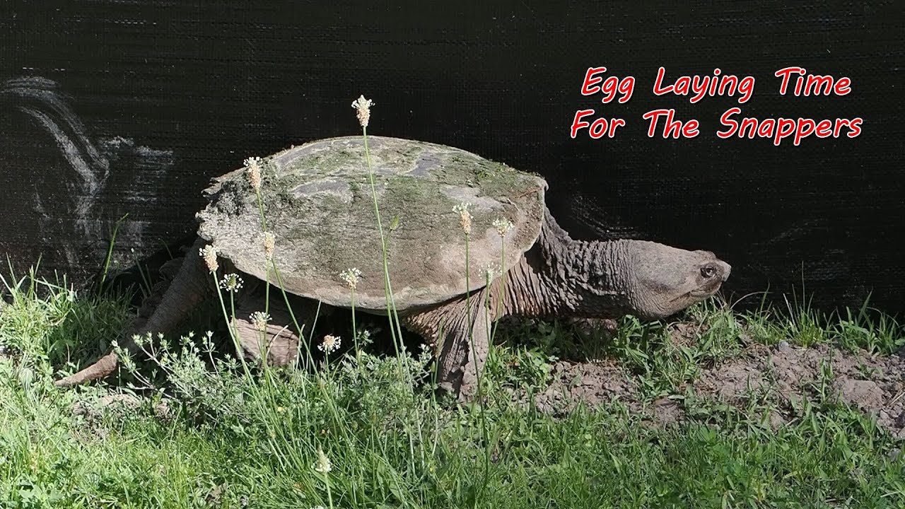 Walking Dinosaurs - Snapping Turtles - YouTube