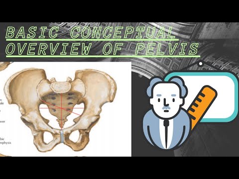 Conceptual overview of pelvis and perineum | gross anatomy of pelvis ...