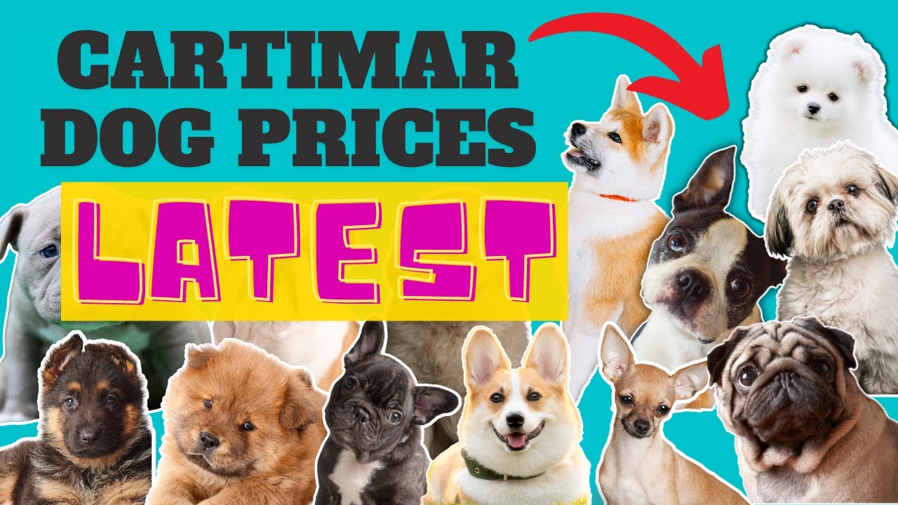 PRESYO NG ASO SA CARTIMAR | DOG PRICES SA CARTIMAR - YouTube