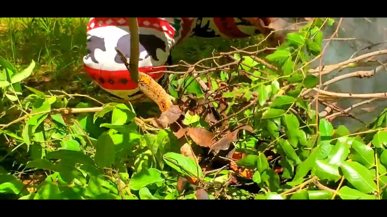 MR RIDHIKURASI VAPISWA MUSHURE MEKUBATWA NEMUKADZI WEMUNHU - YouTube