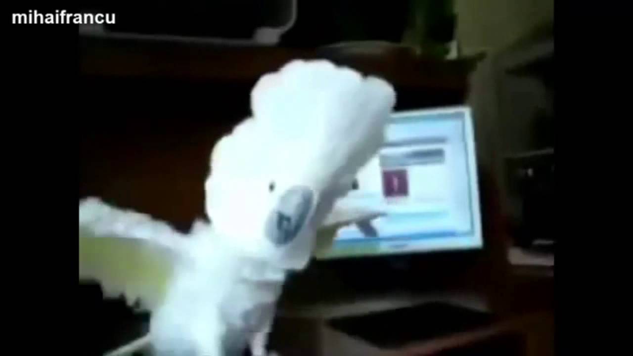 Funny Parrots Dancing Compilation - YouTube