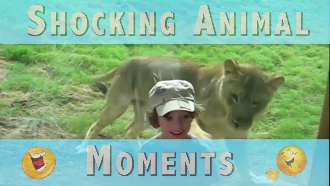 Shocking Animal Moments. funny. - YouTube