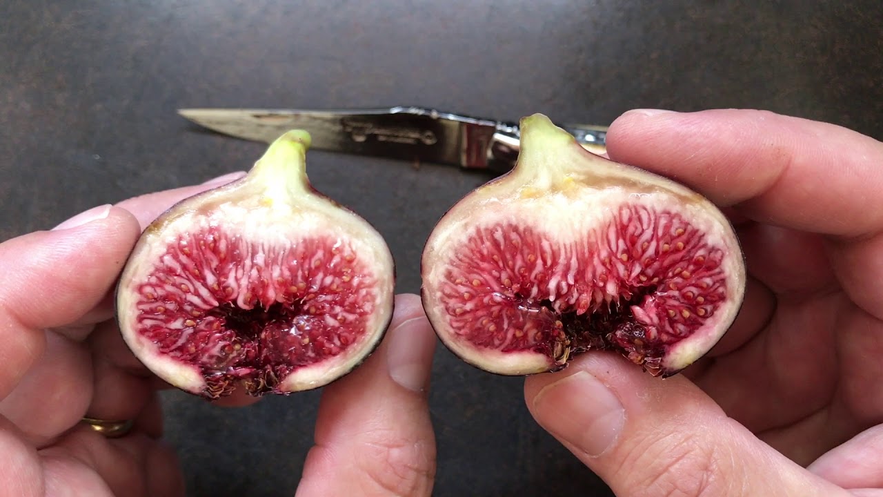 french fig farm: Violette de Sollies - YouTube