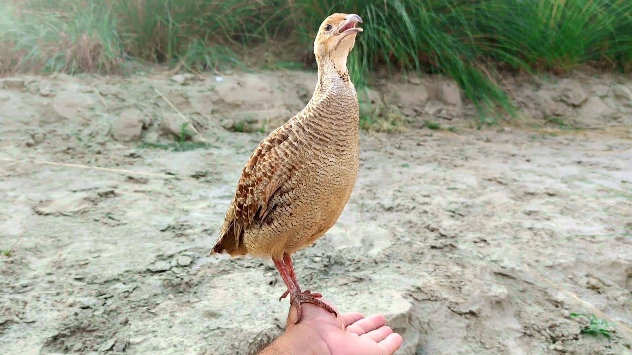 Teetar awaz | Teetar voice | gray francolin teetar sound | teetar awaz ...