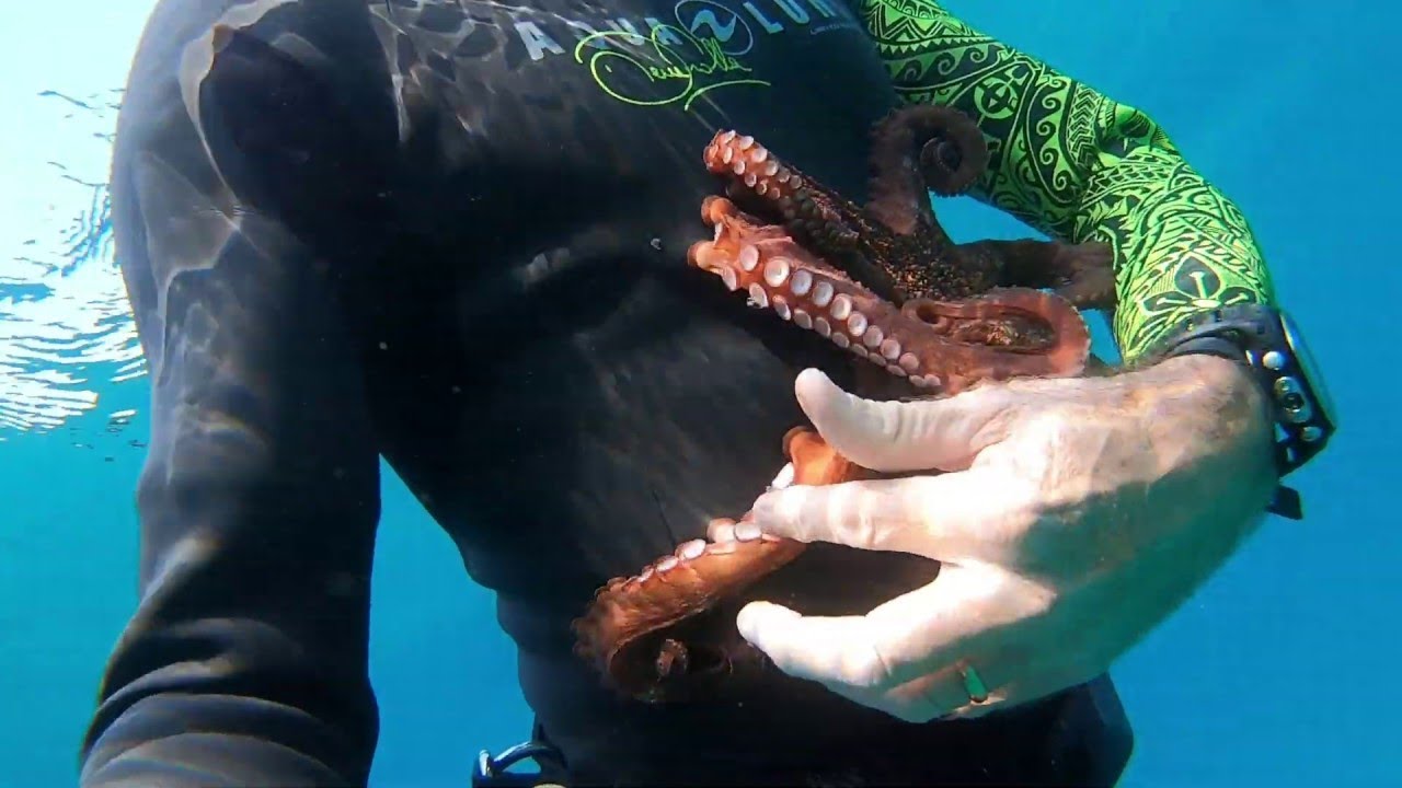 Friendly Octopus Clings onto Freediver || ViralHog - YouTube