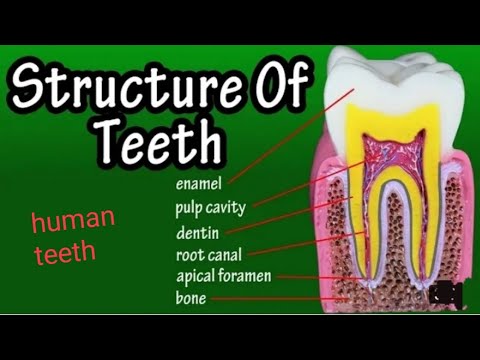 Types of human teeth- function of human teeth in human body_structure ...