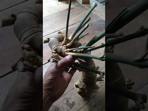 Bambu kurung c bogel.