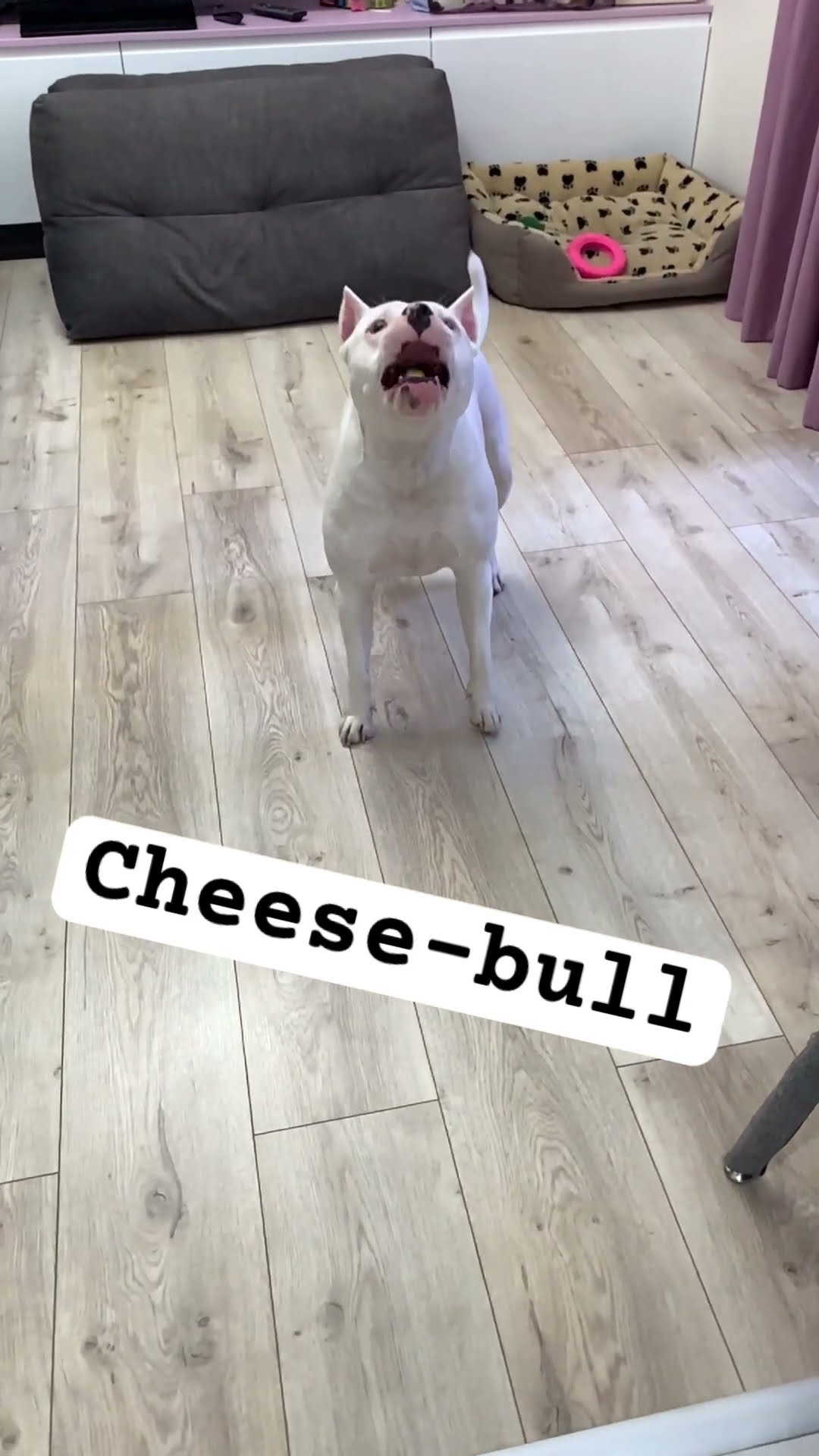 Cheese + PitBull + Cheese Bull #eating #doge #pitbull - YouTube