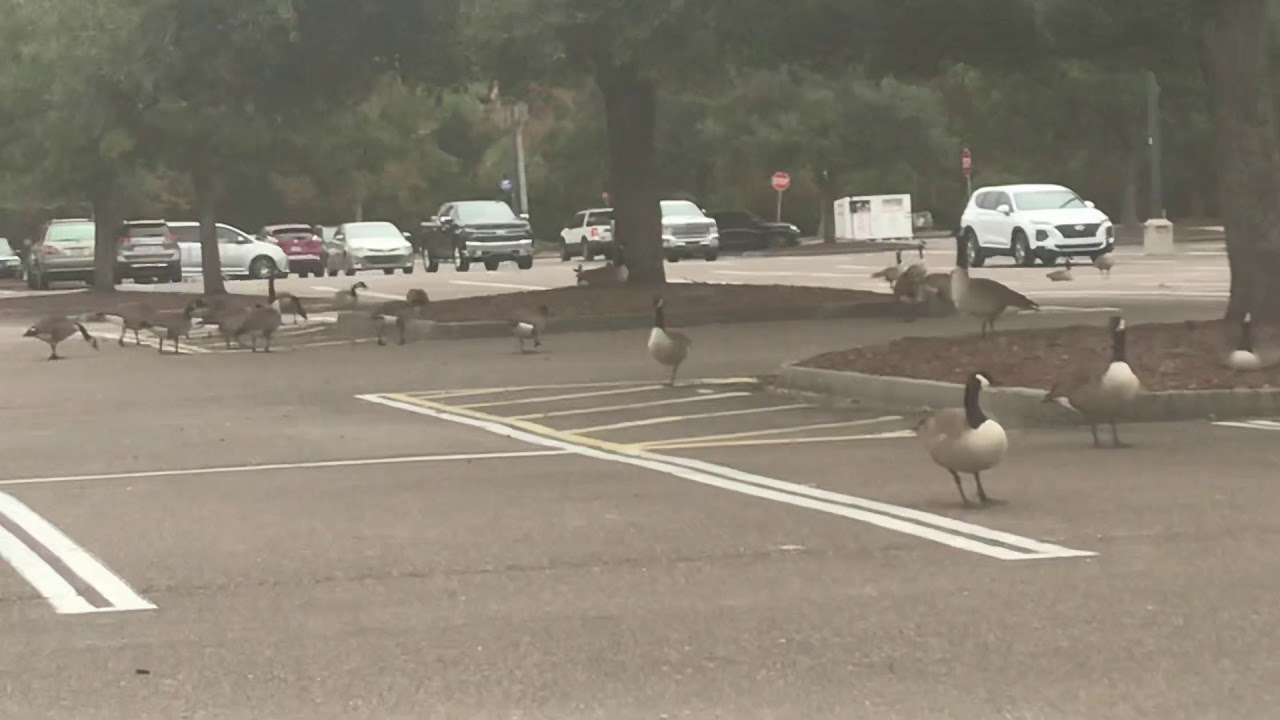 Geese riot - YouTube