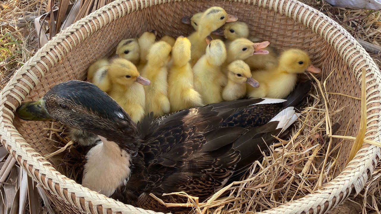 Wow Amazing Pekin 50 Ducklings Hatching From Eggs_Nee Baby Duck Cute ...