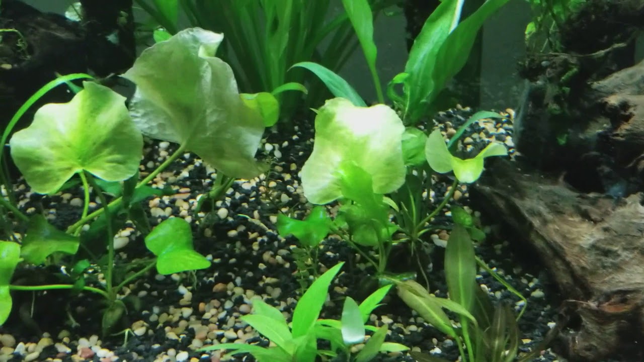 Aquarium Banana Plant - YouTube