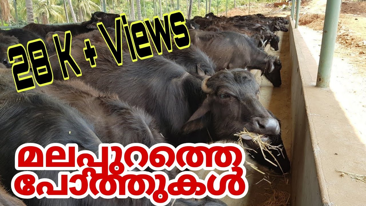 മലപ്പുറത്തെ ഏറ്റവും വലിയ മുറ പോത്ത് ഫാമിലെ കാഴ്ചകൾ !!! Biggest Buffalo ...