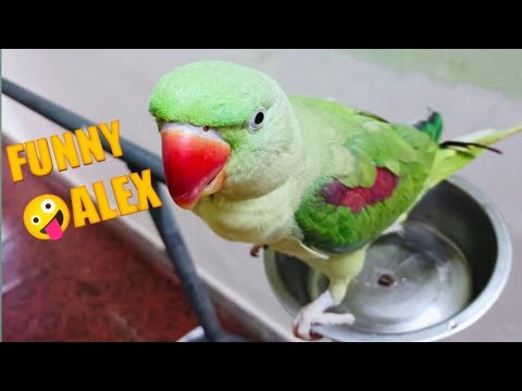 Funny Alex Parrot | Alex Talking and Dancing | Funny Parrort || Best ...