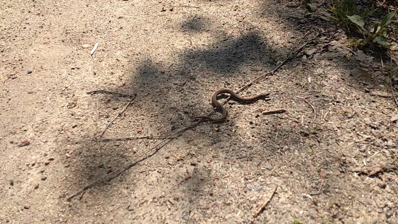 Liten huggorm / small common European viper - YouTube