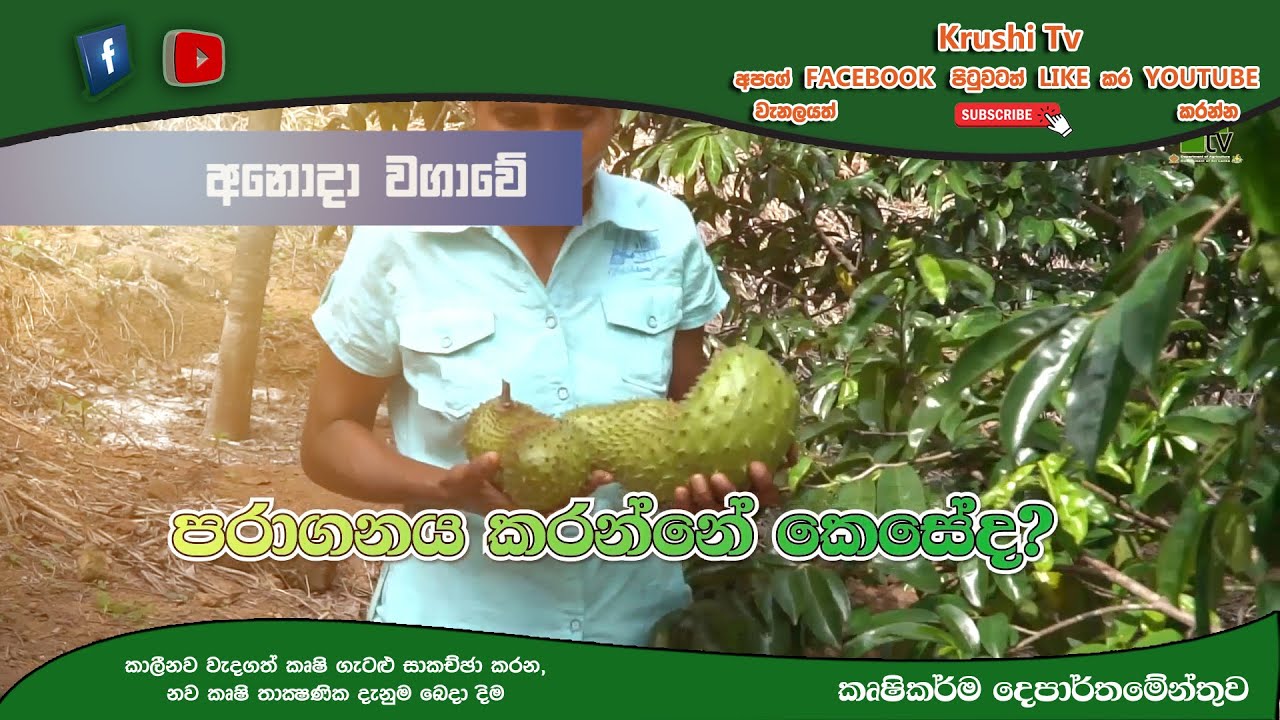අනොදා වගාවේ පරාගනය කරන්නේ කෙසේ ද? | Krushi Tv - YouTube