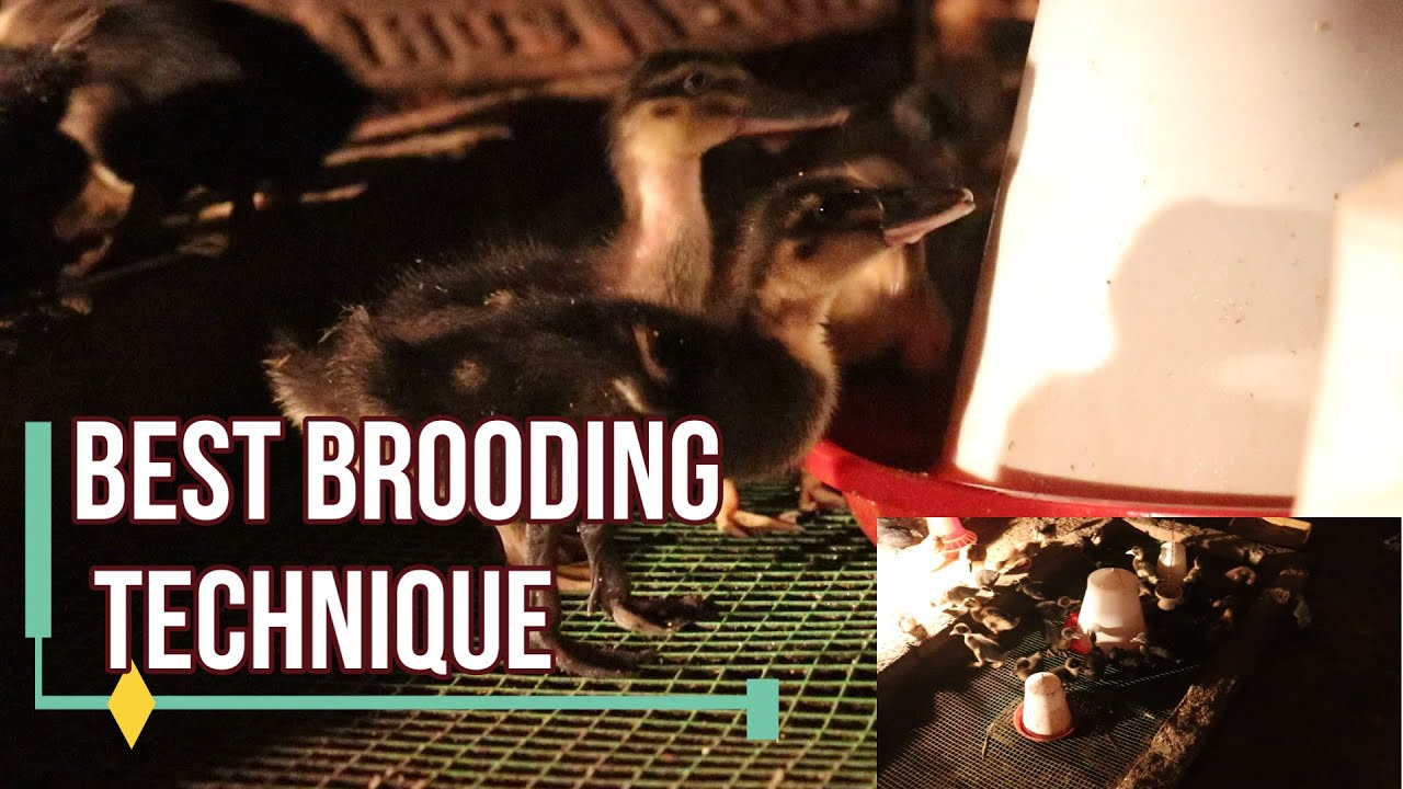 Duck Farming || Brooding के लिए सबसे Best तरीका || Best Technique For ...