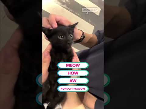 kitten makes the weirdest cutest sound 🥹🐱🗣️ #kitten #meow #cat