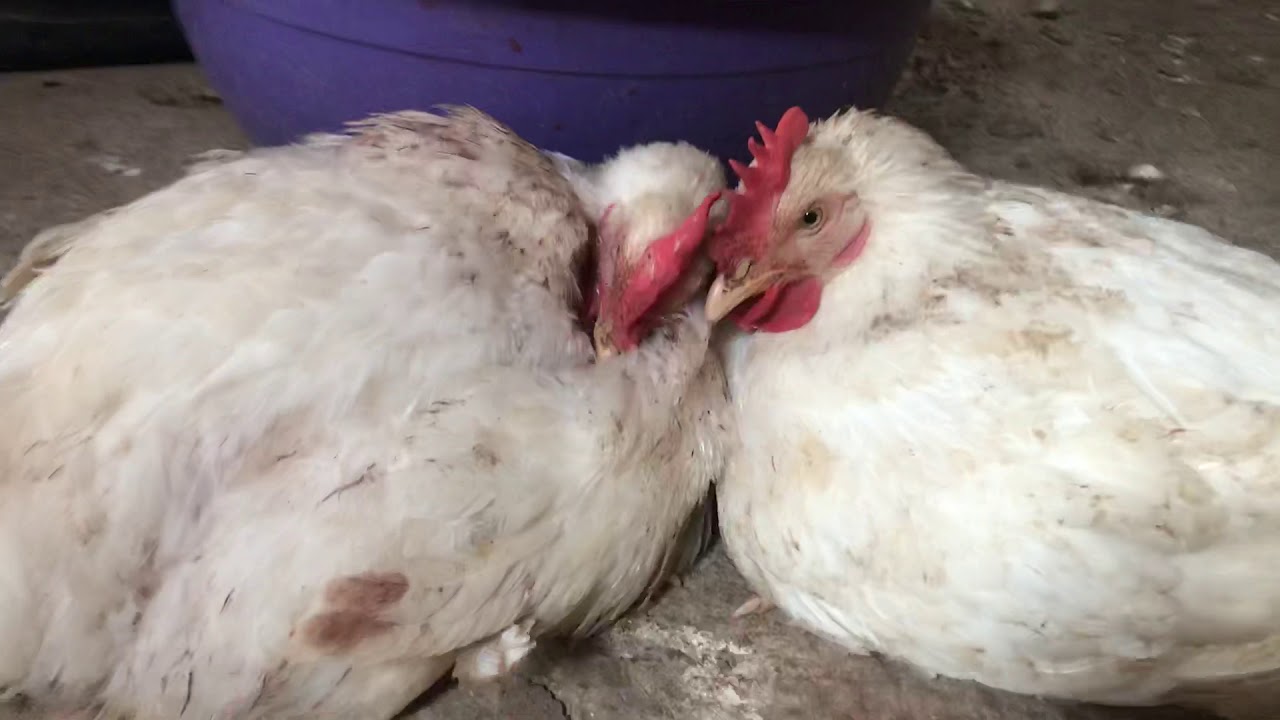 Most common weakness of broiler chicken🐓. - YouTube
