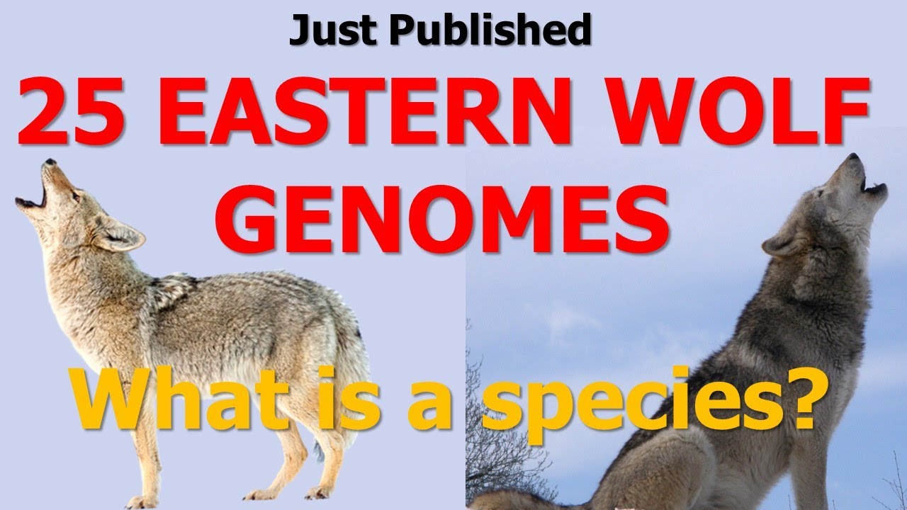 What do 25 Genomes of Eastern Wolves Tell Us About the Limits of ...