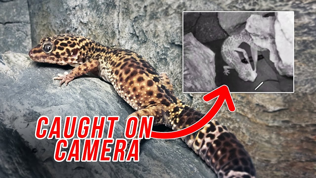 THE PERFECT SHED DOESN'T EXI.... Leopard Gecko Shedding Its Skin 👌🏻 ...