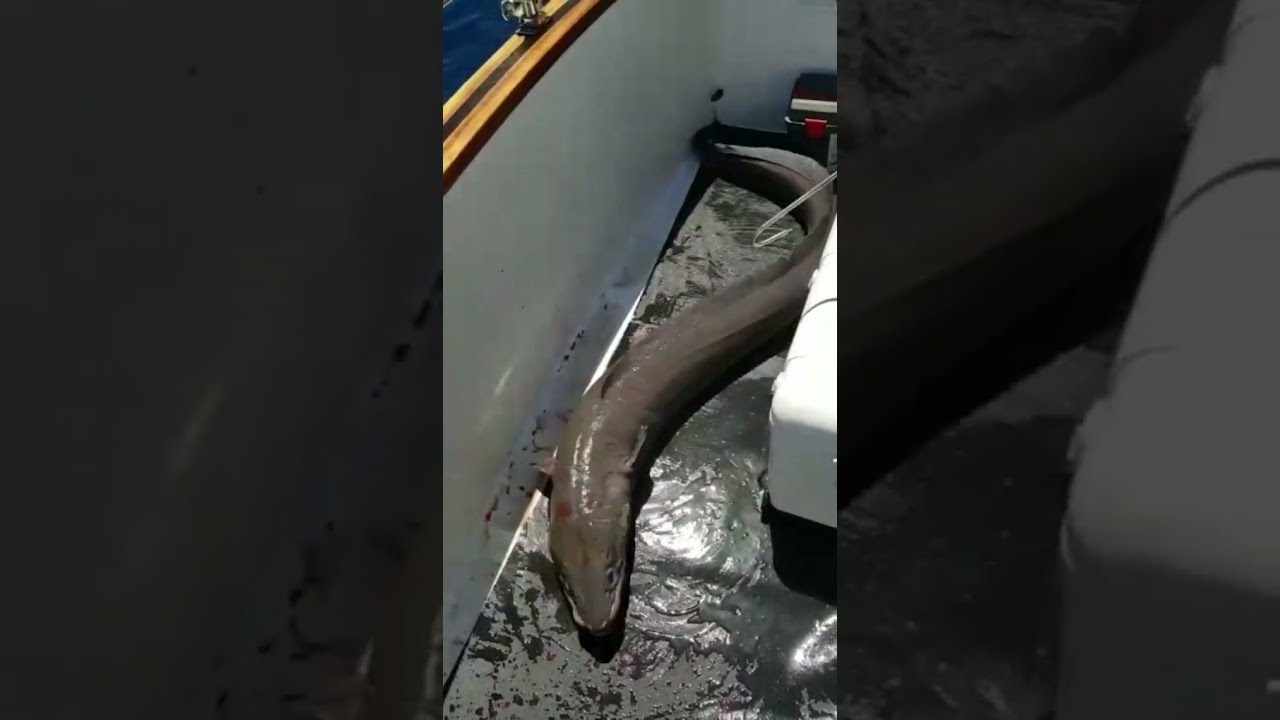 pesca ¡Congrio xxl de 25 kilos! #pesca #viral @J y C fishing - YouTube