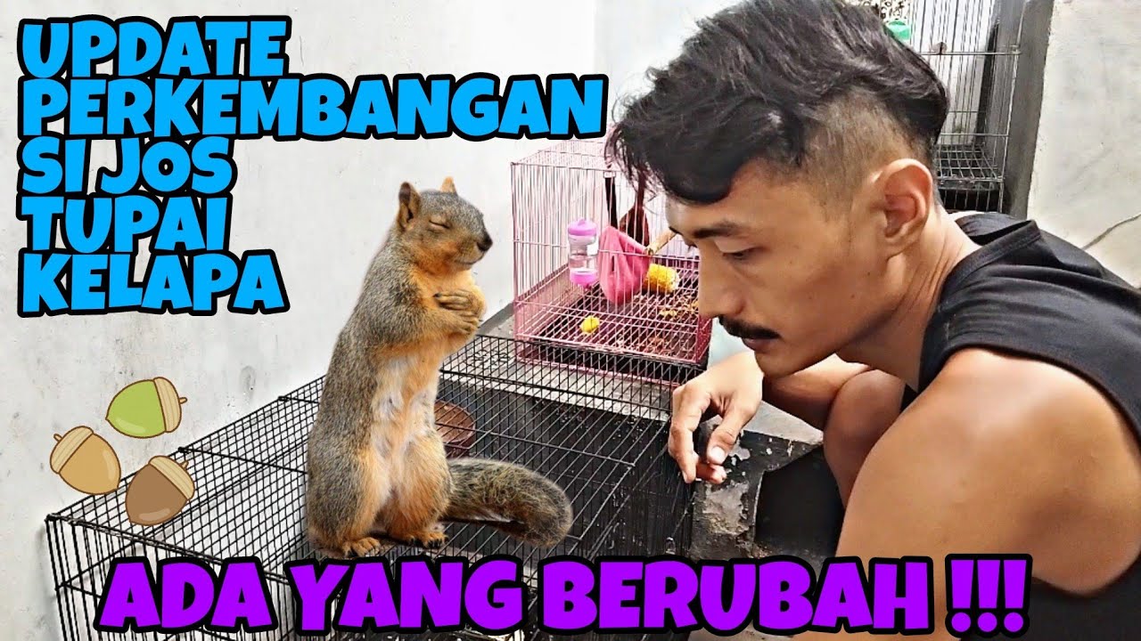 UPDATE PERKEMBANGAN SI TUPAI KELAPA, ADA YANG BERUBAH NIH SEKARANG ...