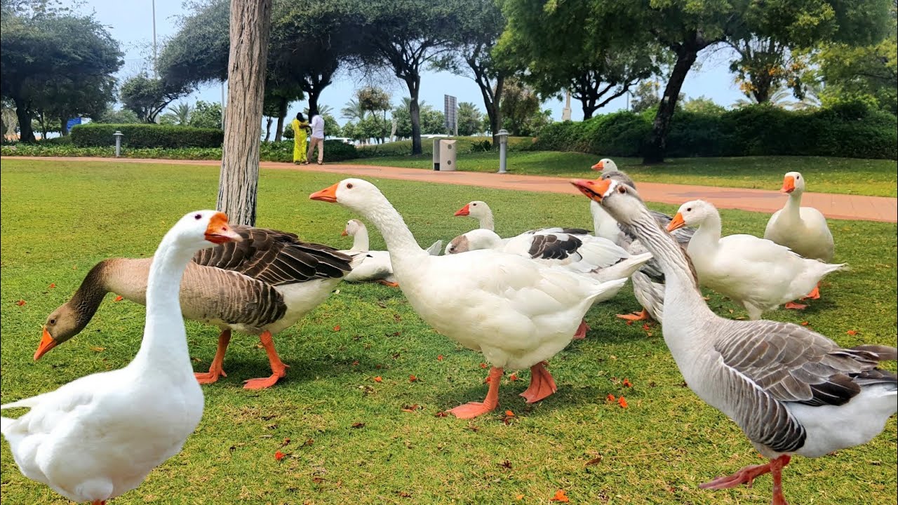 FEEDING OUR GOOSE OR GANSA SA PARK #park #abudhabi #lake #goose #duck # ...