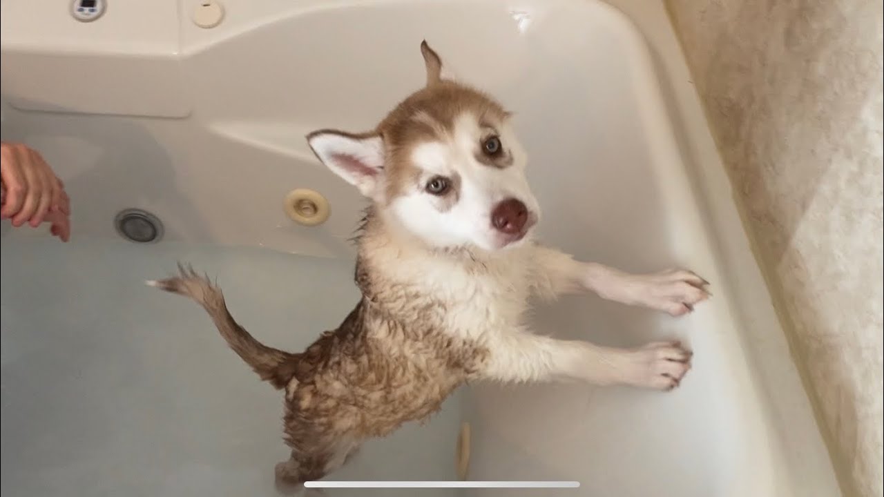 Bath Time! Siberian Husky Puppy Takes First Bath! - YouTube