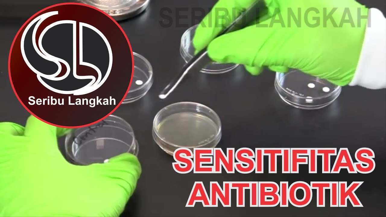 UJI SENSITIFITAS ANTIBIOTIK Metode Difusi Cakram - YouTube