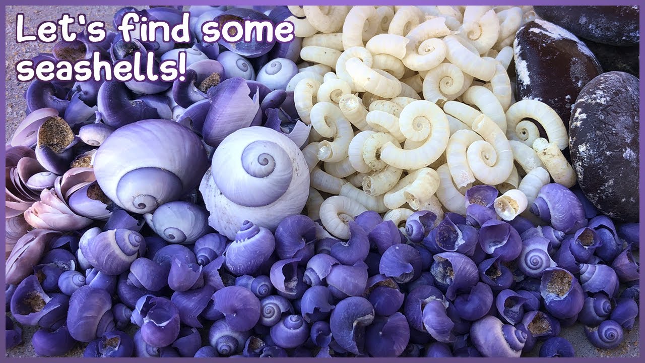 How Many Violet Sea Snails and Ram's Horns Can I Find? [Virtual ...