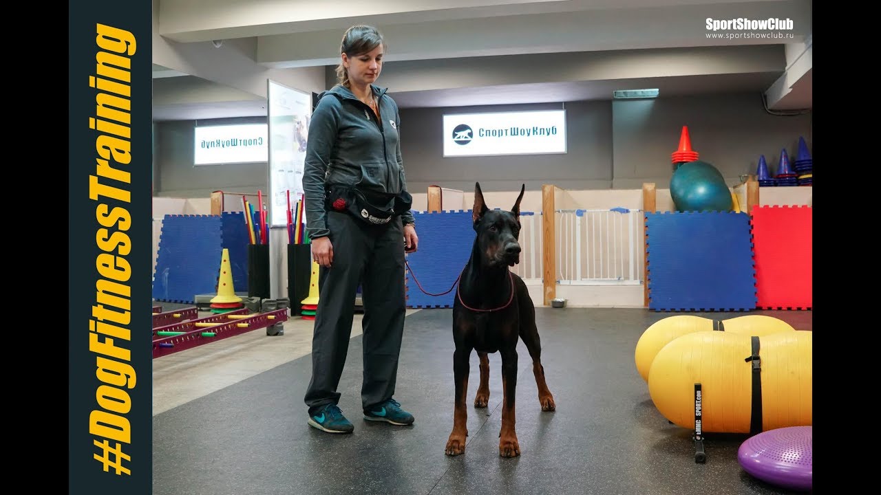Doberman Training - YouTube
