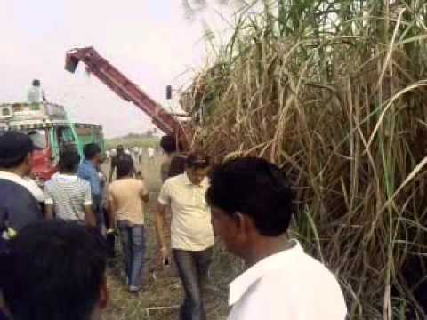 sayan sugar hardvester - YouTube
