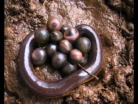 ichthyophis - YouTube