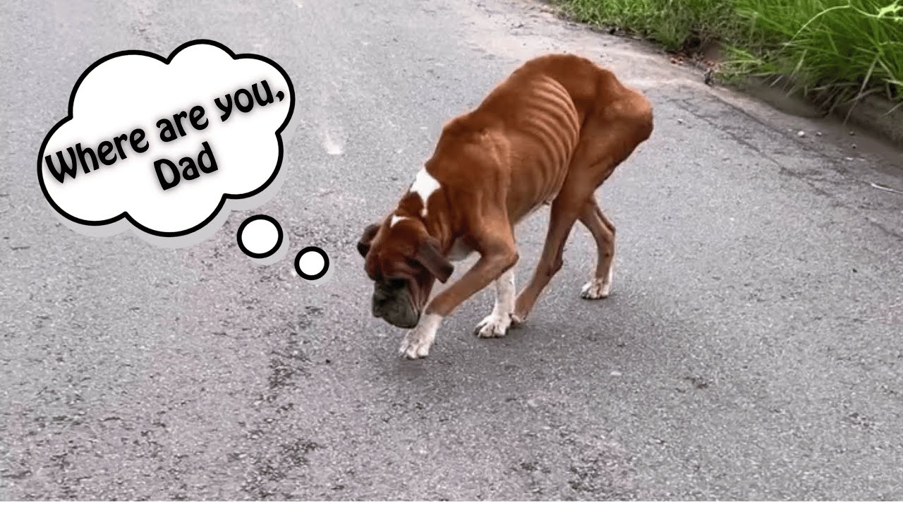 He could not raise his head out of shame. His owner left him because he ...