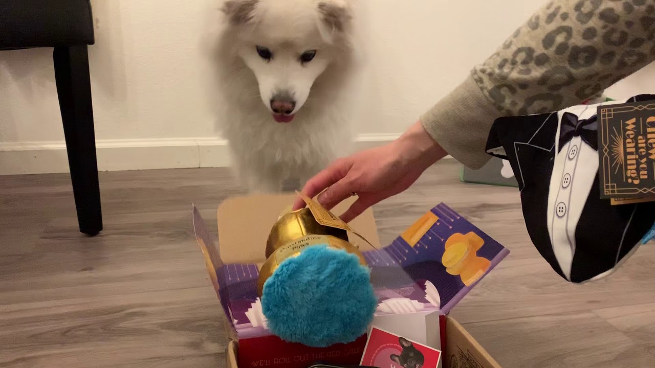 BarkBox Review | Barkbox Unboxing | February 2020 | The Barkies - YouTube