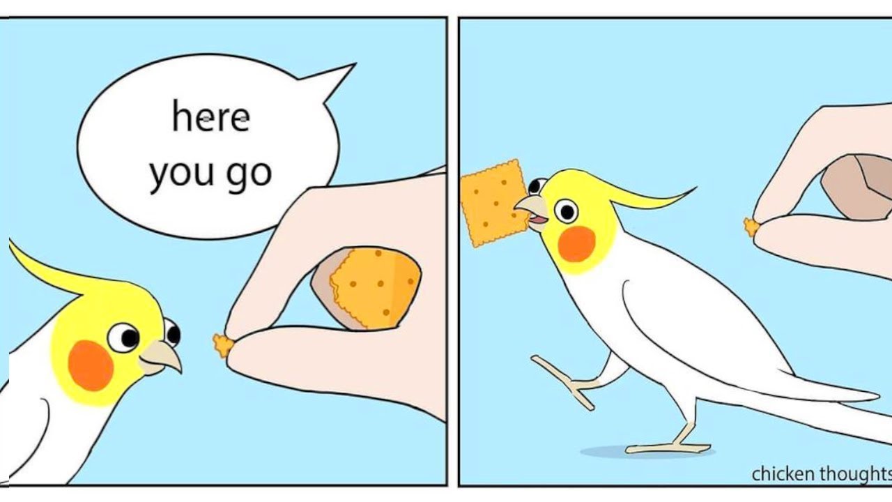 Funny Comics About Parrots, Illustrated By A Bird Owner #14 - YouTube