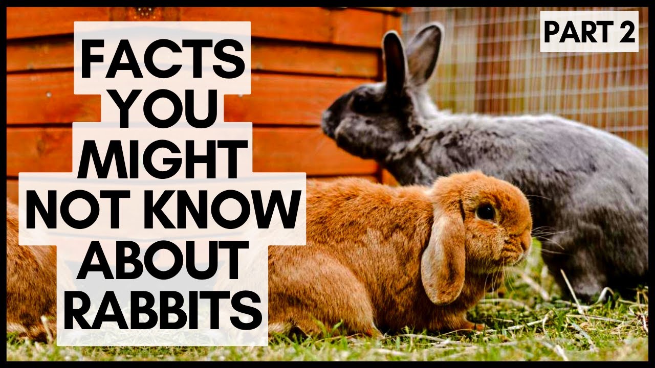 Facts You Might Not Know About Rabbits (Part 2) - YouTube