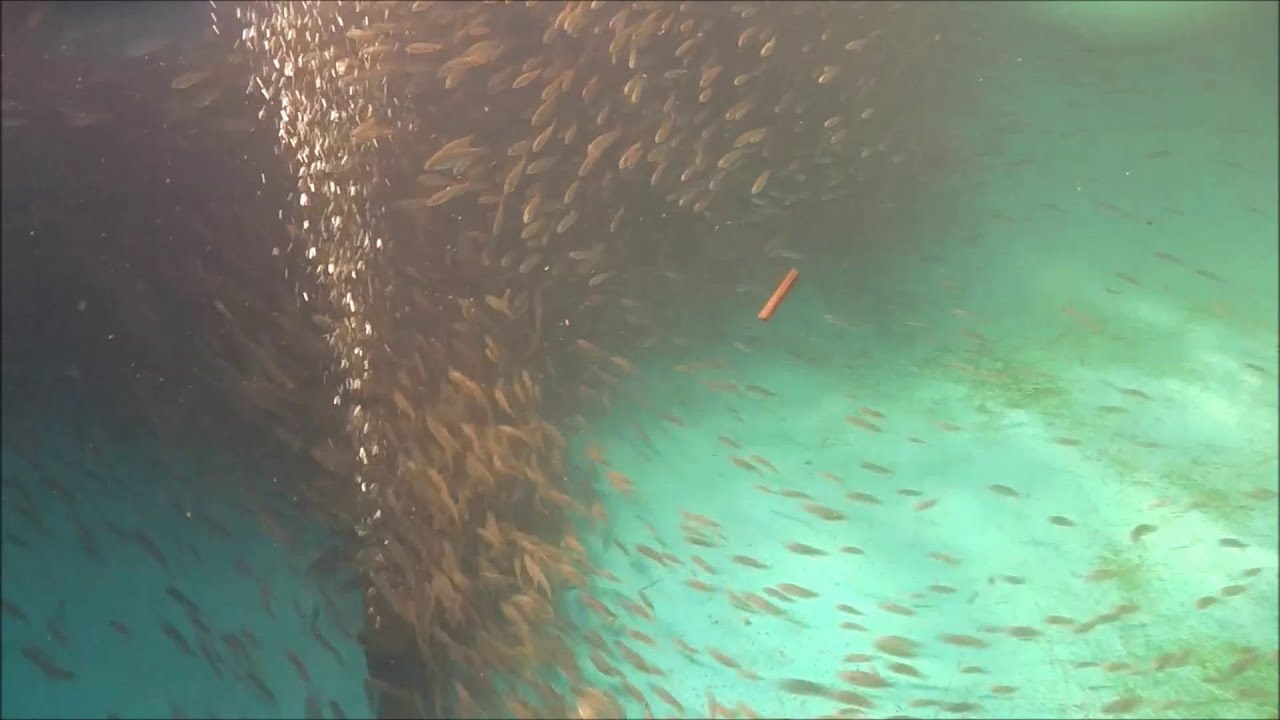 Swim underwater with 65,000 jade perch - YouTube